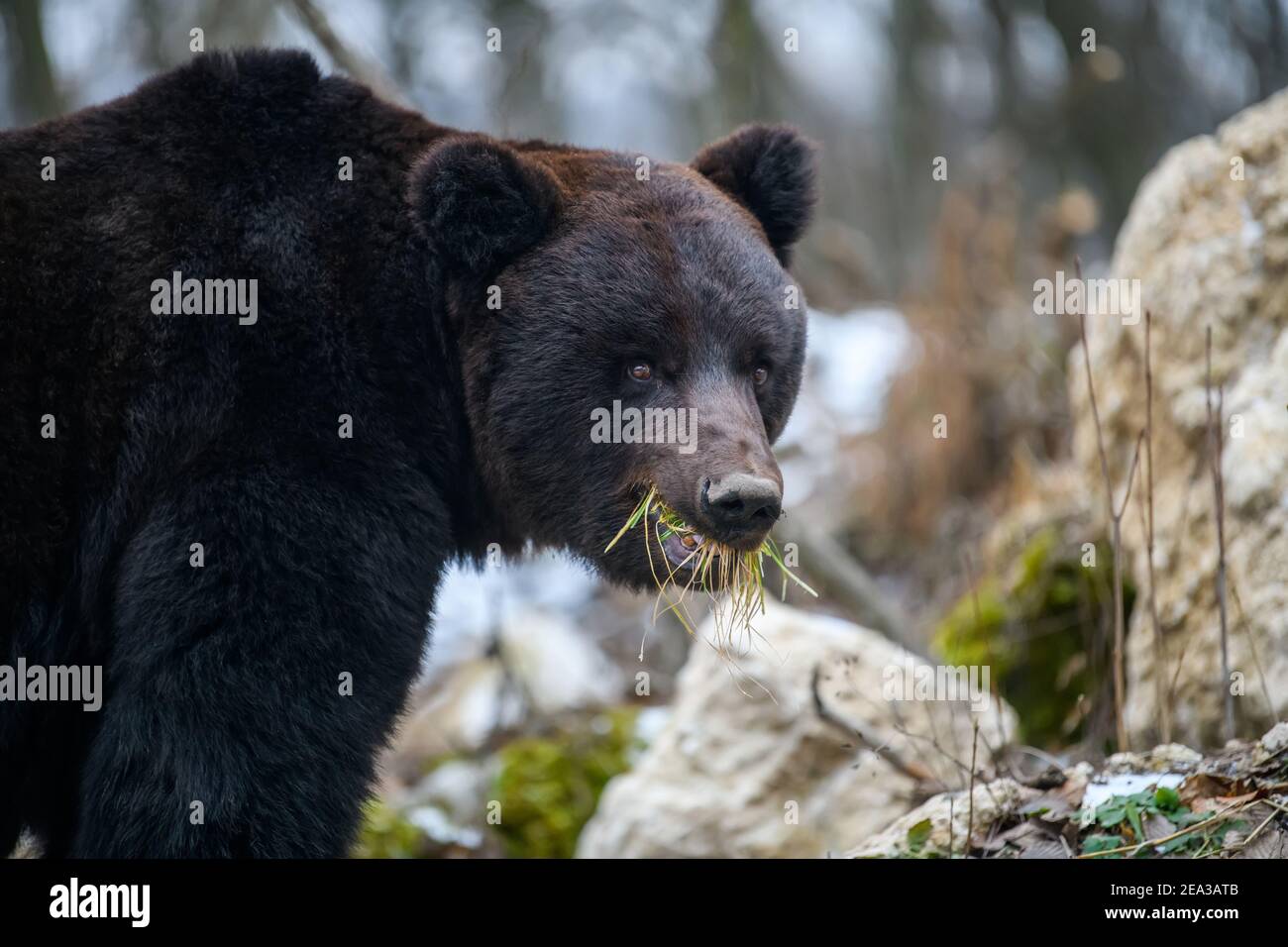 L'ours brun sauvage adulte (Ursus arctos) mange de l'herbe dans la ...