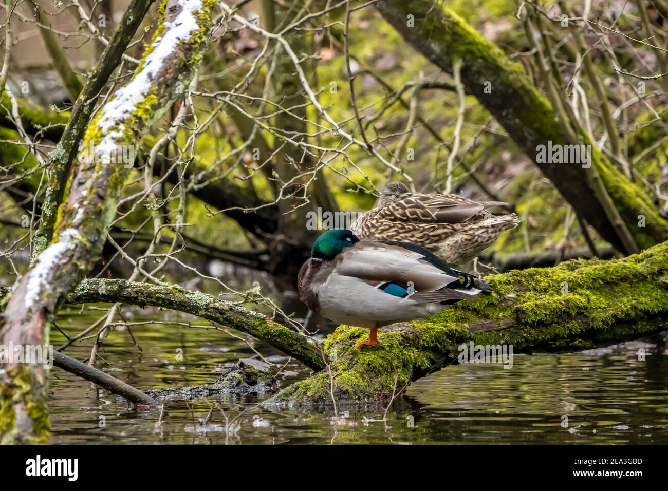 Couple de canards colvert Banque de photographies et d’images à haute ...