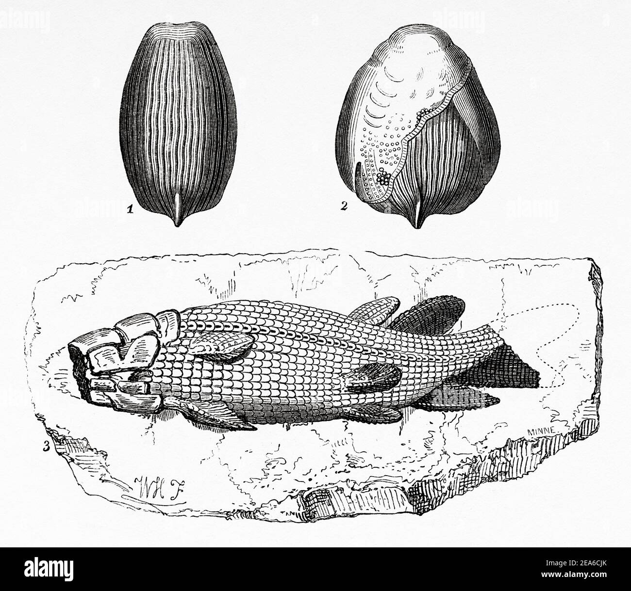Pteraspis banksii Banque de photographies et d’images à haute ...