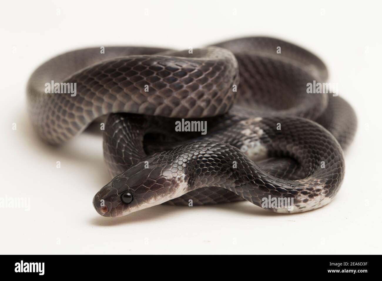 Serpent de loup à bande blanche ou serpent de loup à bande malaise ...