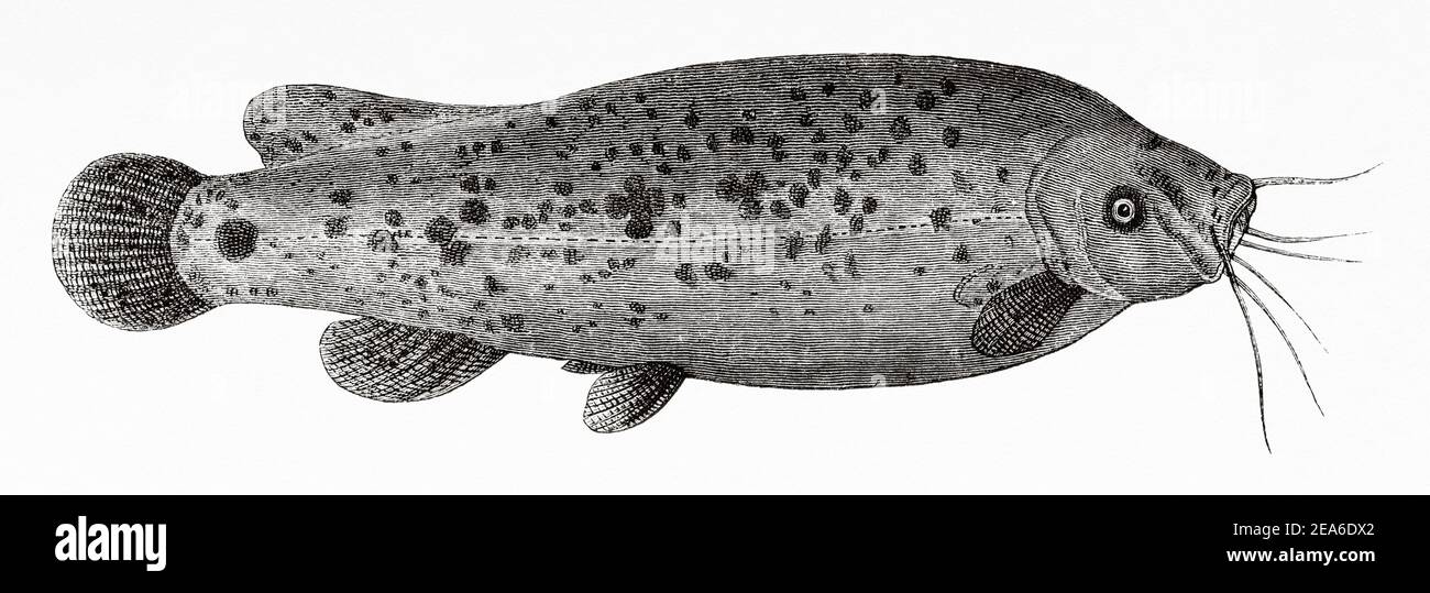 Poisson-chat électrique (Malapterurus electricus) Raash ou Raad ...