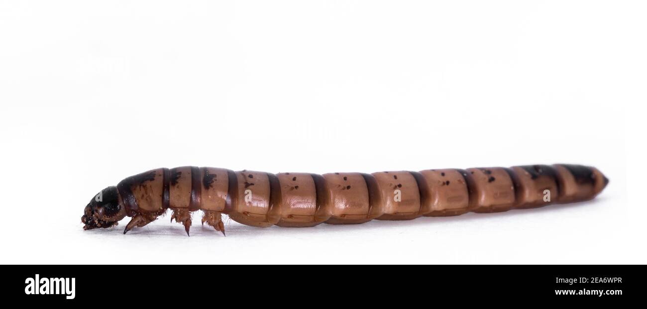 Ver morio Banque de photographies et d’images à haute résolution - Alamy