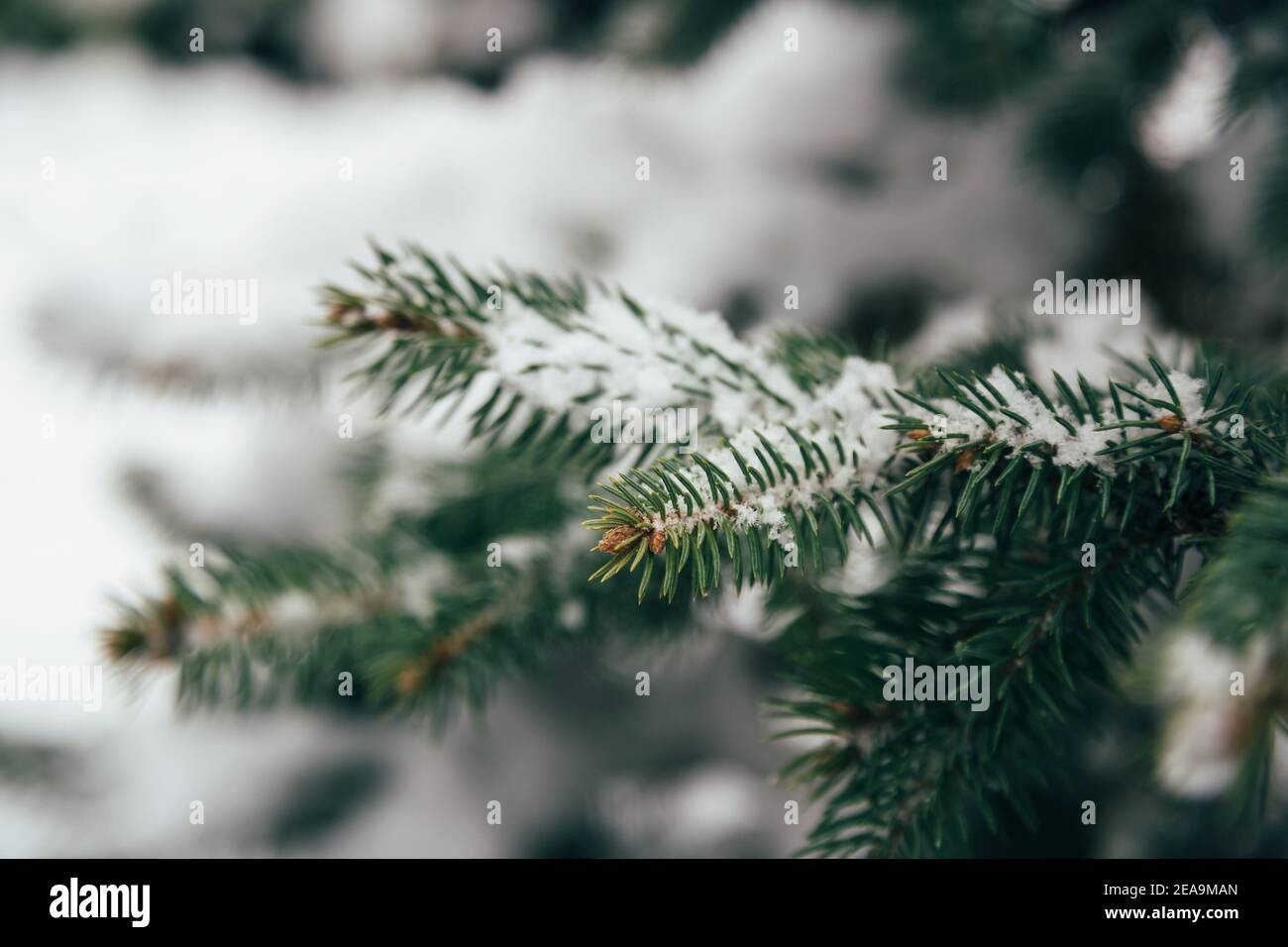 Sapin neige Banque de photographies et d’images à haute résolution - Alamy