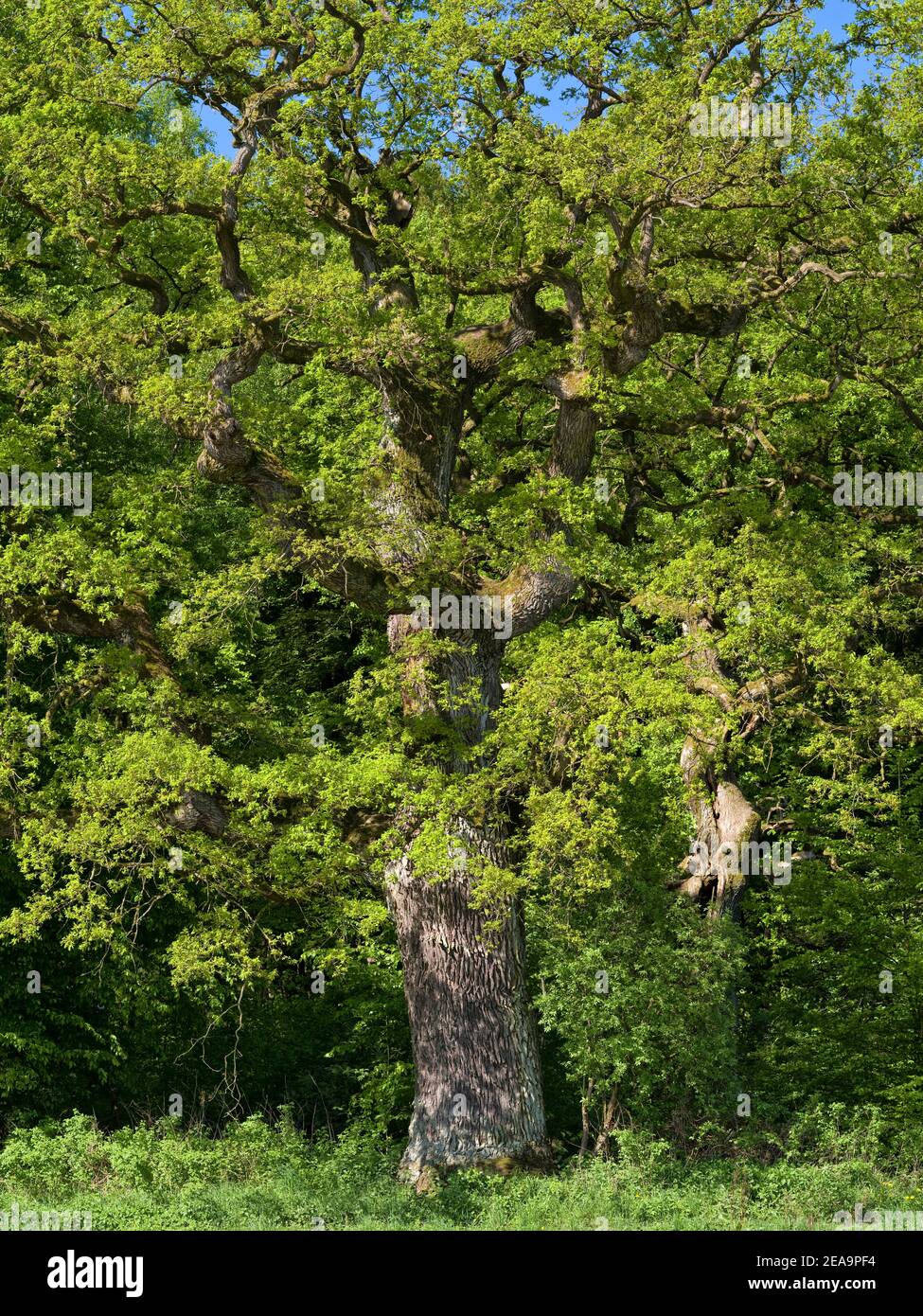Europe, Allemagne, Hesse, Marburger Land, Cölbe, réserve naturelle de ...