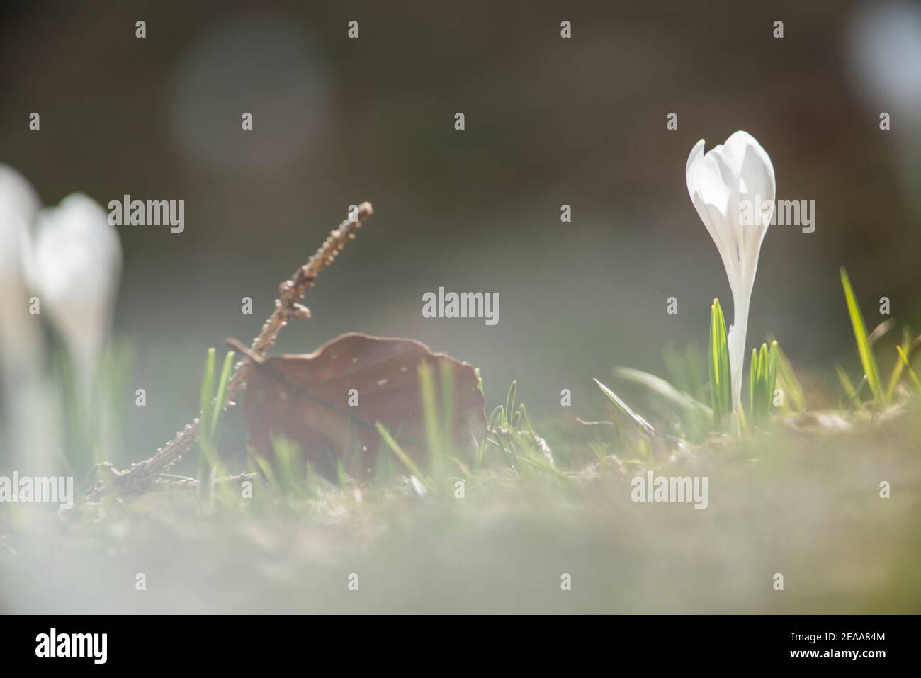 Crocus blanc Banque de photographies et d’images à haute résolution - Alamy