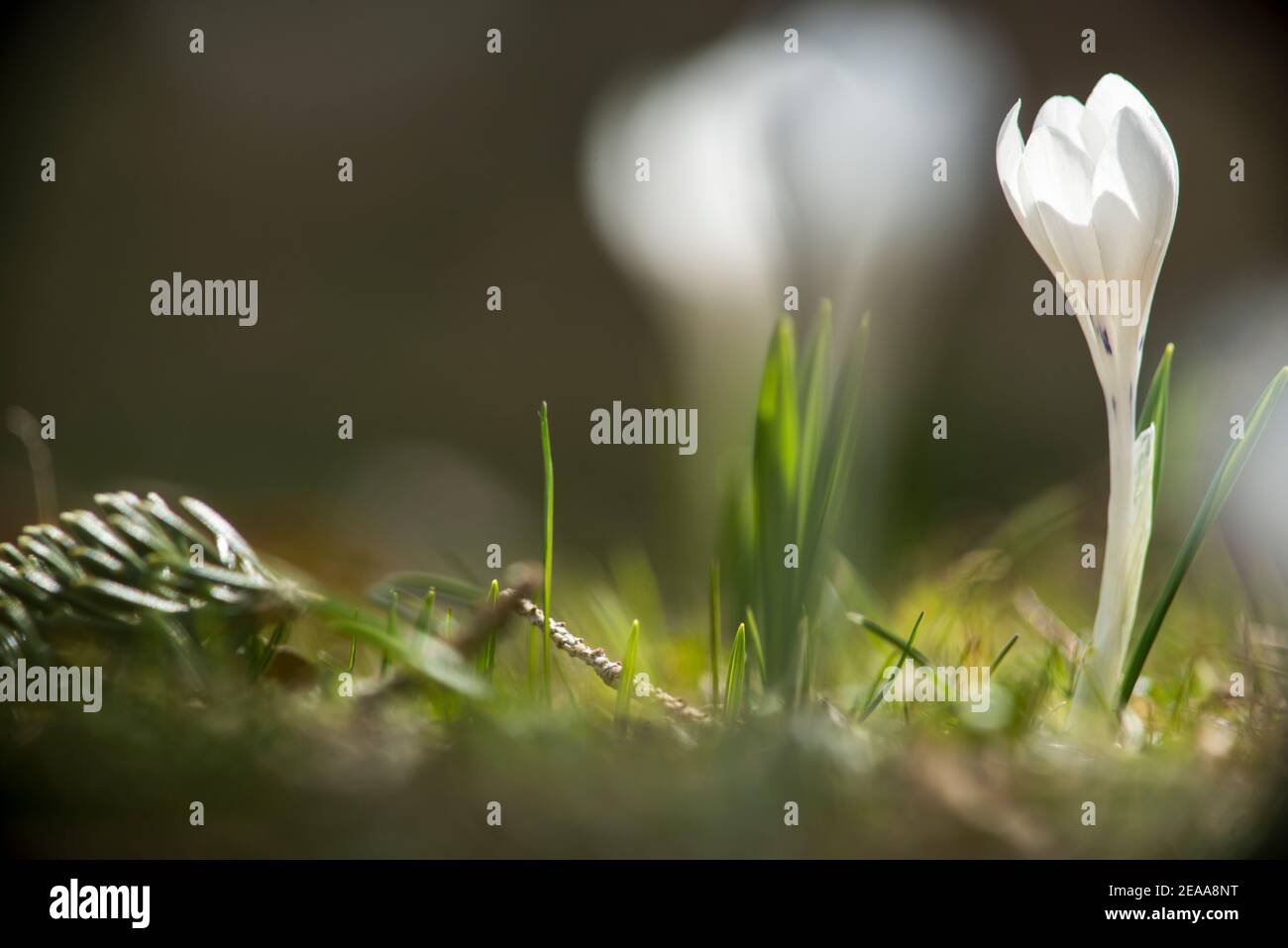 Crocus blanc Banque de photographies et d’images à haute résolution - Alamy