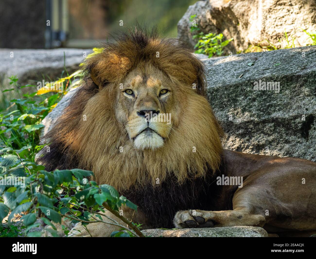 Le lion, Panthera leo est l'un des quatre grands chats dans le genre ...