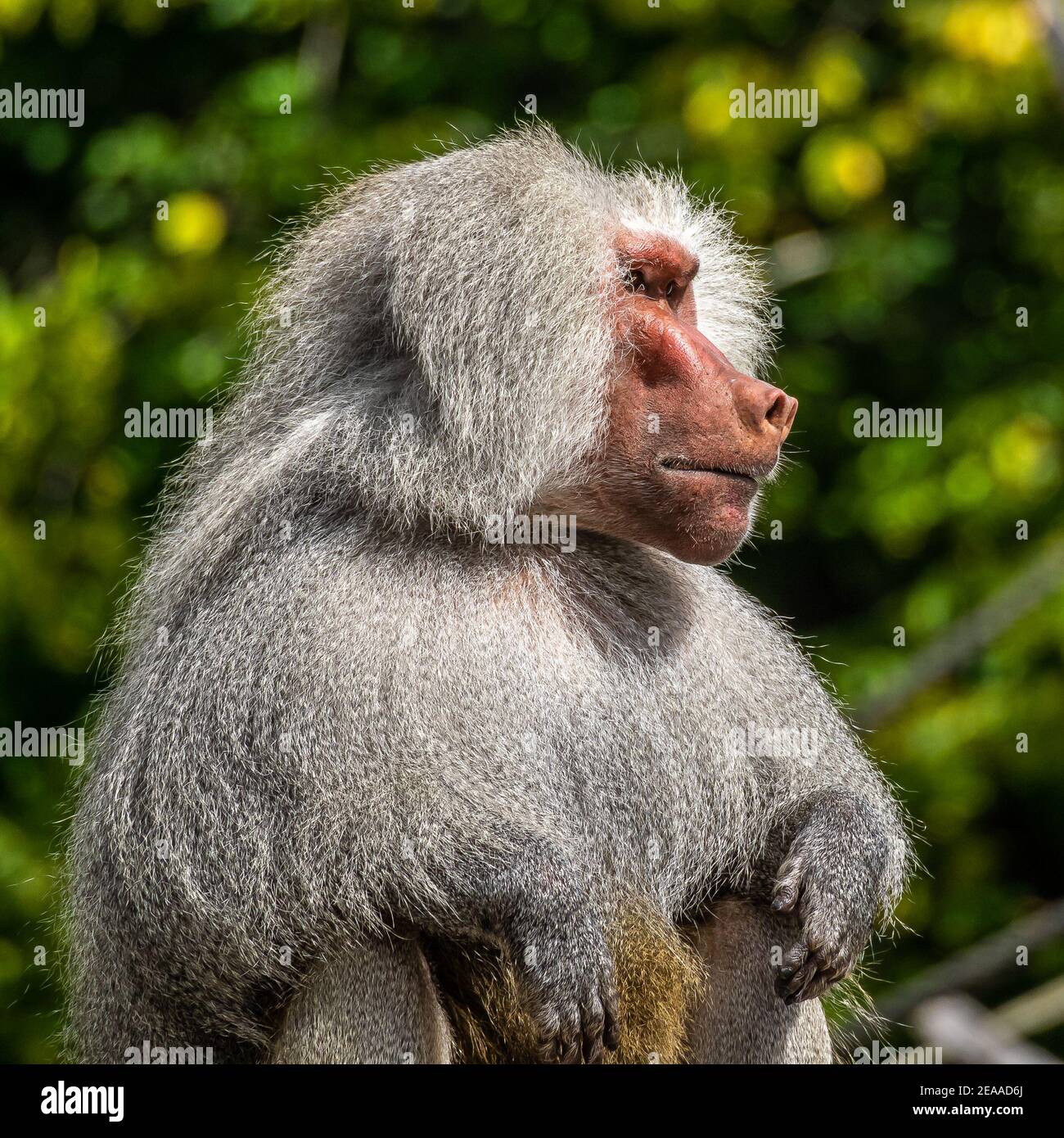 Le babouin hamadryas Papio hamadryas, est une espèce de babouin, étant ...