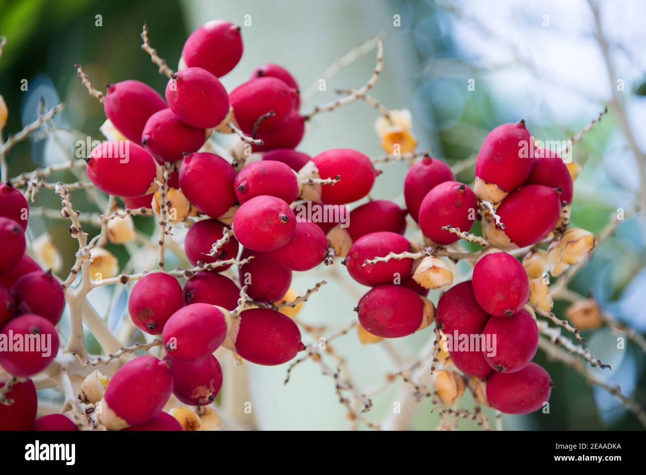 Fruits rouges palmiers Banque de photographies et d’images à haute ...