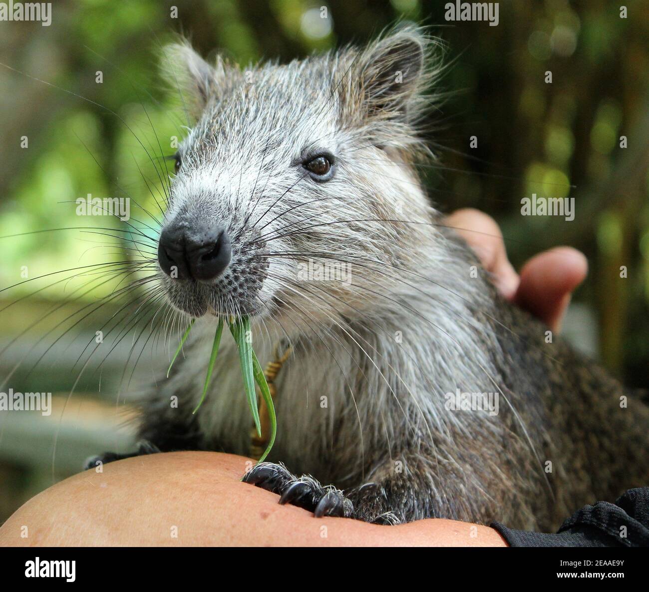 Hutia cubaine Banque de photographies et d’images à haute résolution ...