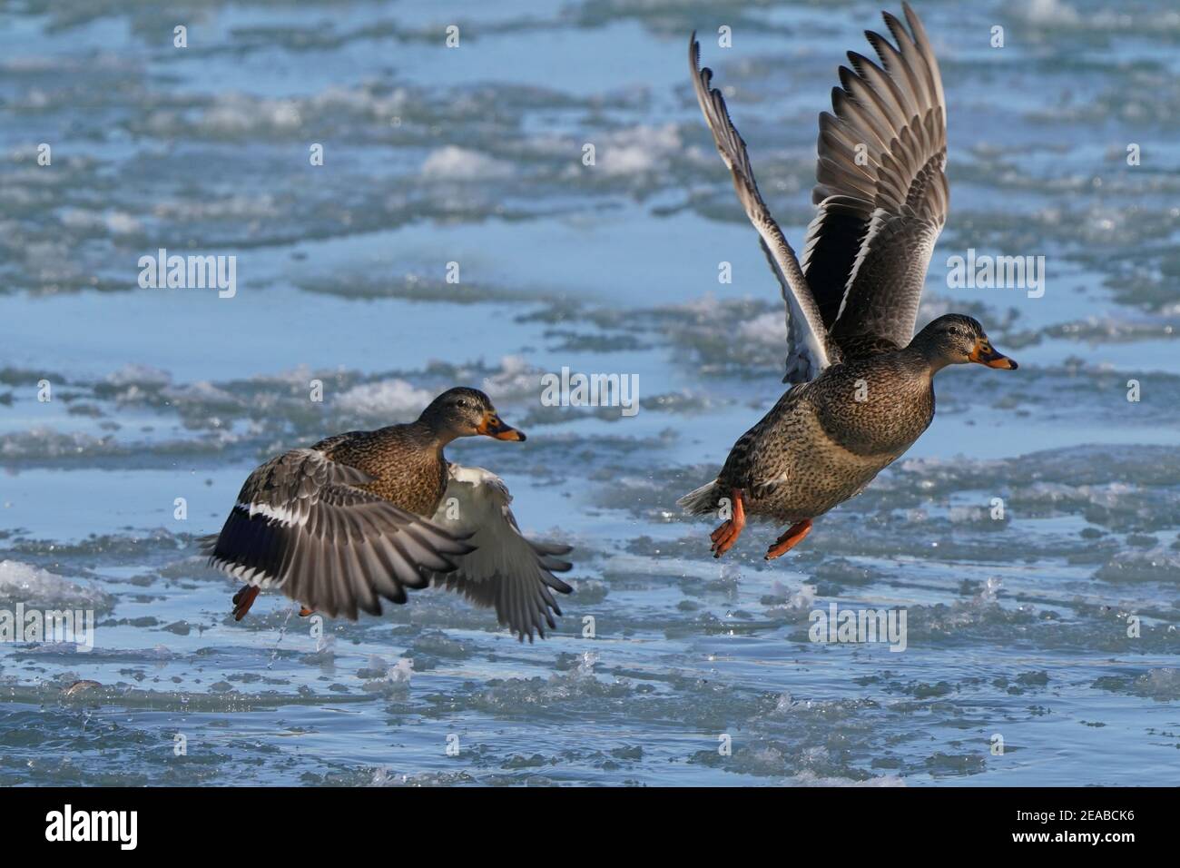 Les colverts barbotent les canards la pointe vers le haut pour se nourrir Banque de ...