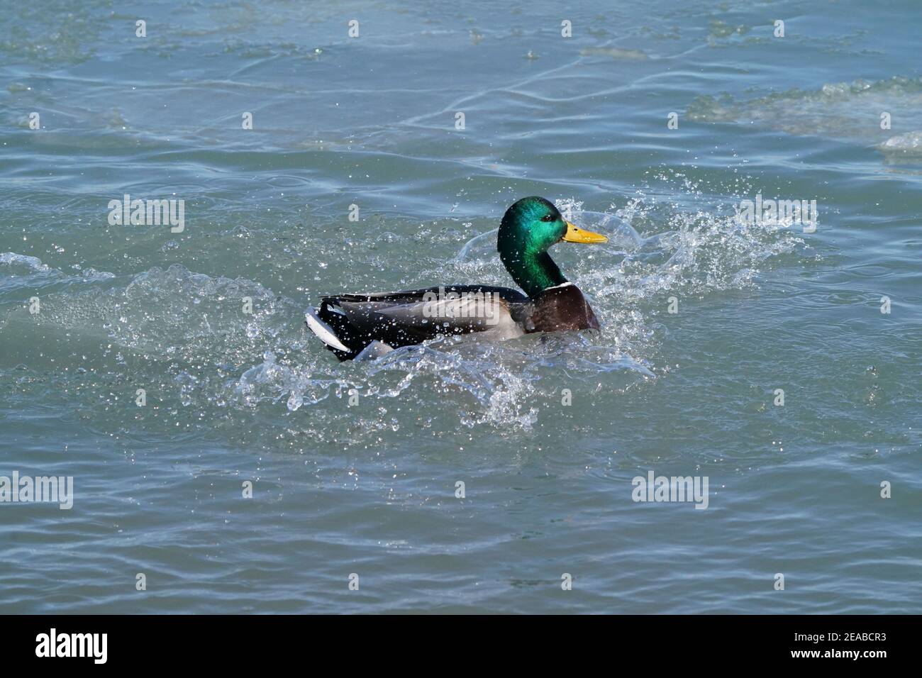 Les colverts barbotent les canards la pointe vers le haut pour se nourrir Banque de ...