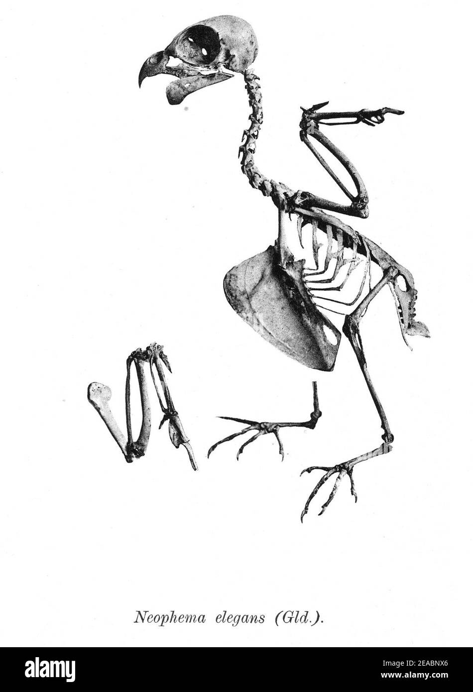 Neophema elegans Banque de photographies et d’images à haute résolution ...