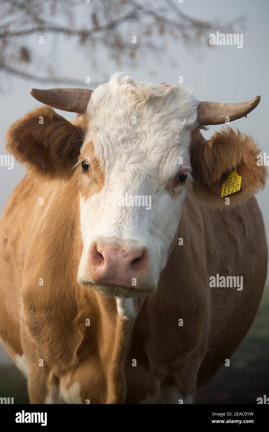 Portrait de vache Banque de photographies et d’images à haute ...