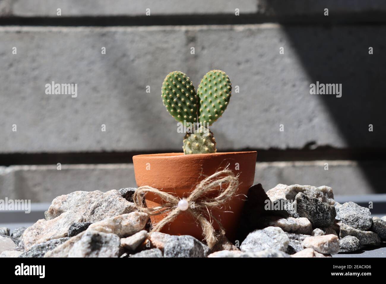 Ce petit arbre de cactus avec deux feuilles debout devant différents ...