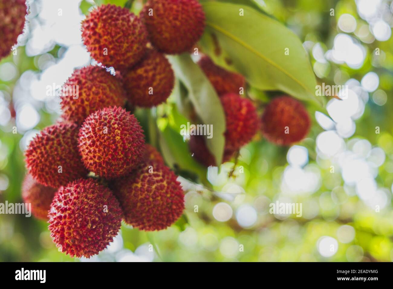 Gros plan des fruits mûrs de lychee sur l'arbre dans la plantation ...