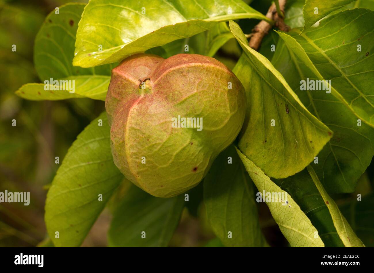 Les trois fruits à lobes distinctifs de l'arbre de Pepper-Seed. Cette ...