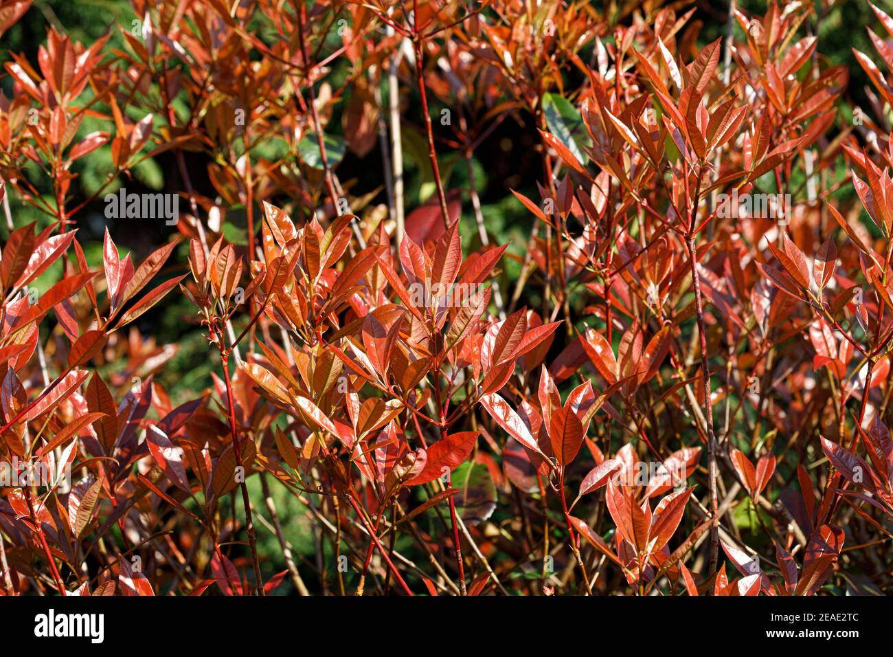 Photinia x fraseri « Red Robin » - fruit de Noël « Red Robin » Photo ...