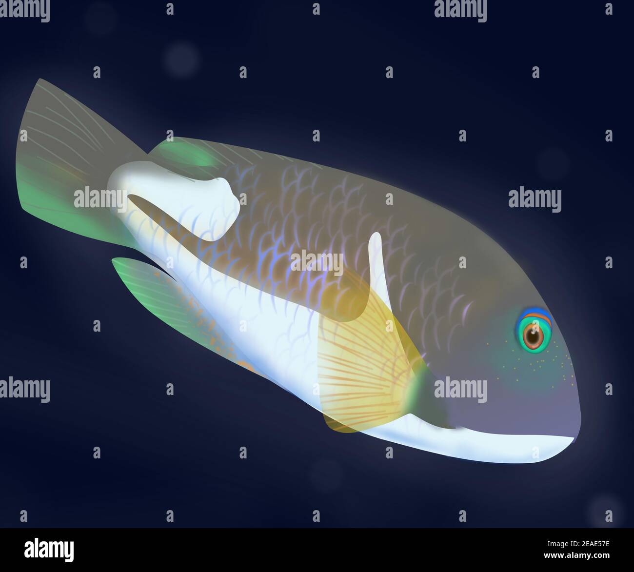 Poisson gris et jaune Banque de photographies et d’images à haute ...