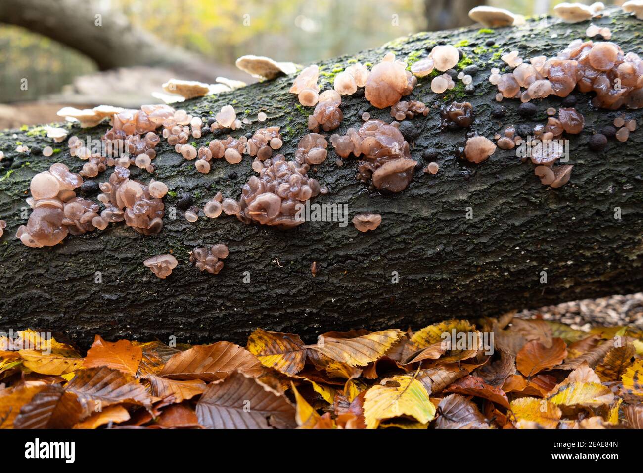Champignon oreille bois Banque de photographies et d’images à haute ...