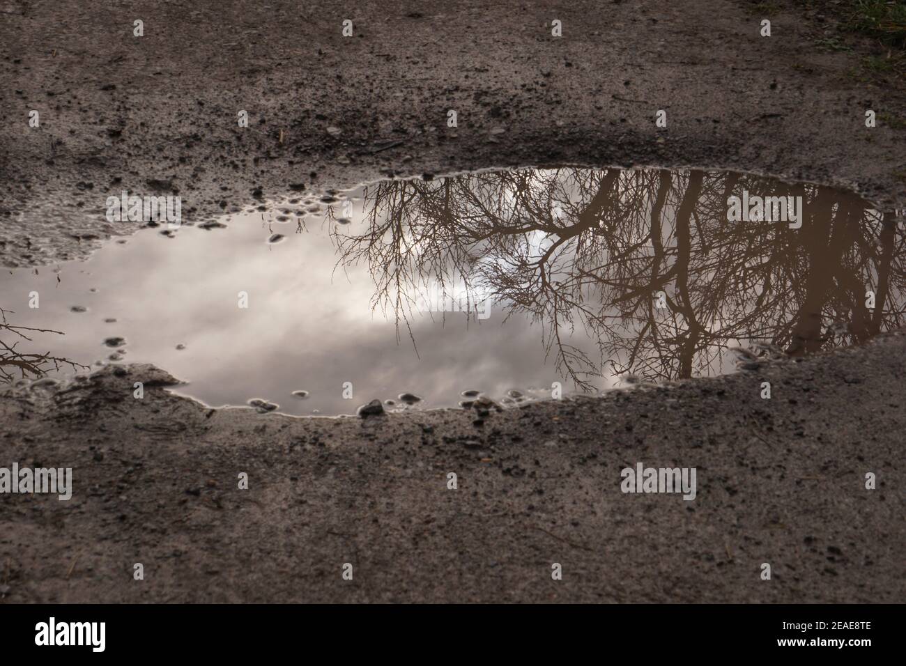 Reflet d'un arbre dans une flaque de boue Banque de photographies et d ...