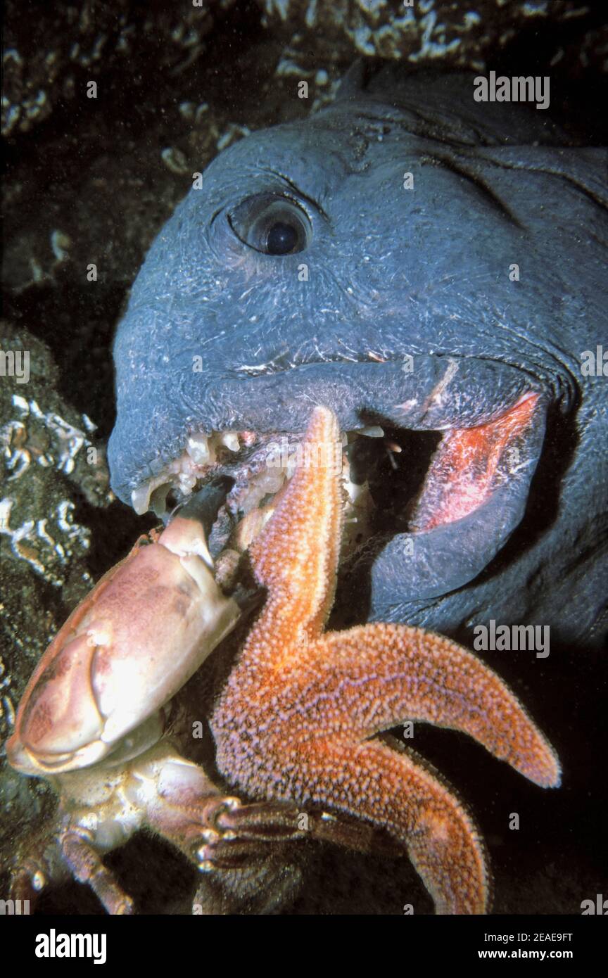 Wolf fish anarhichas lupus ocean fish Banque de photographies et d ...