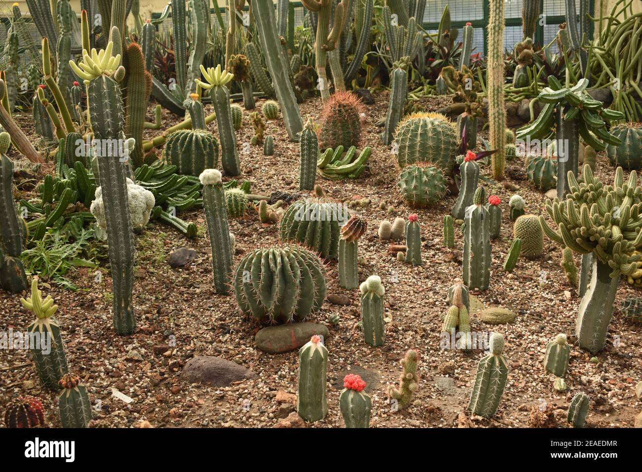 Quels Sont Les Différents Types De Cactus Colorés – EVUEL