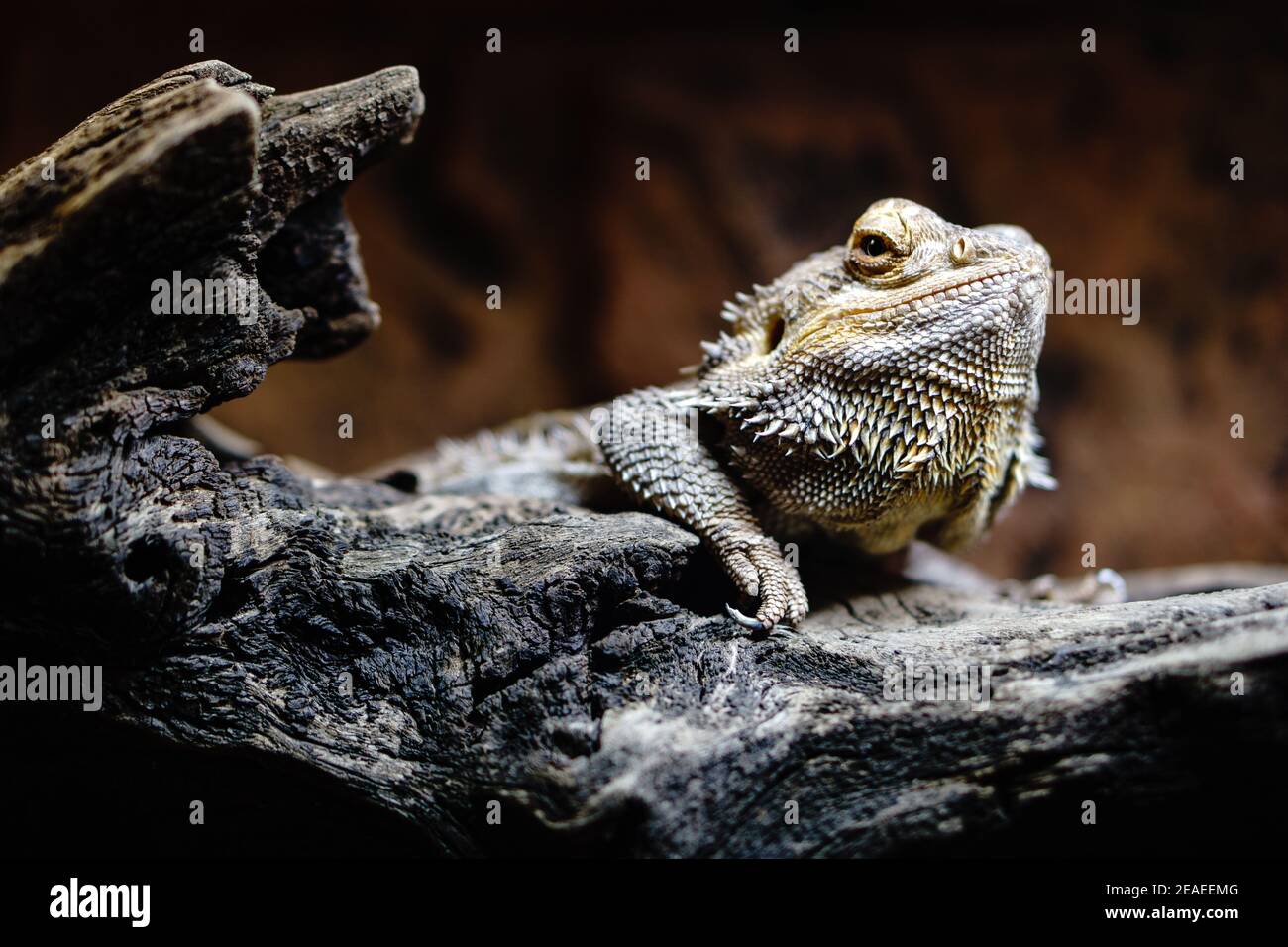Lézard dragon barbu Banque de photographies et d’images à haute ...
