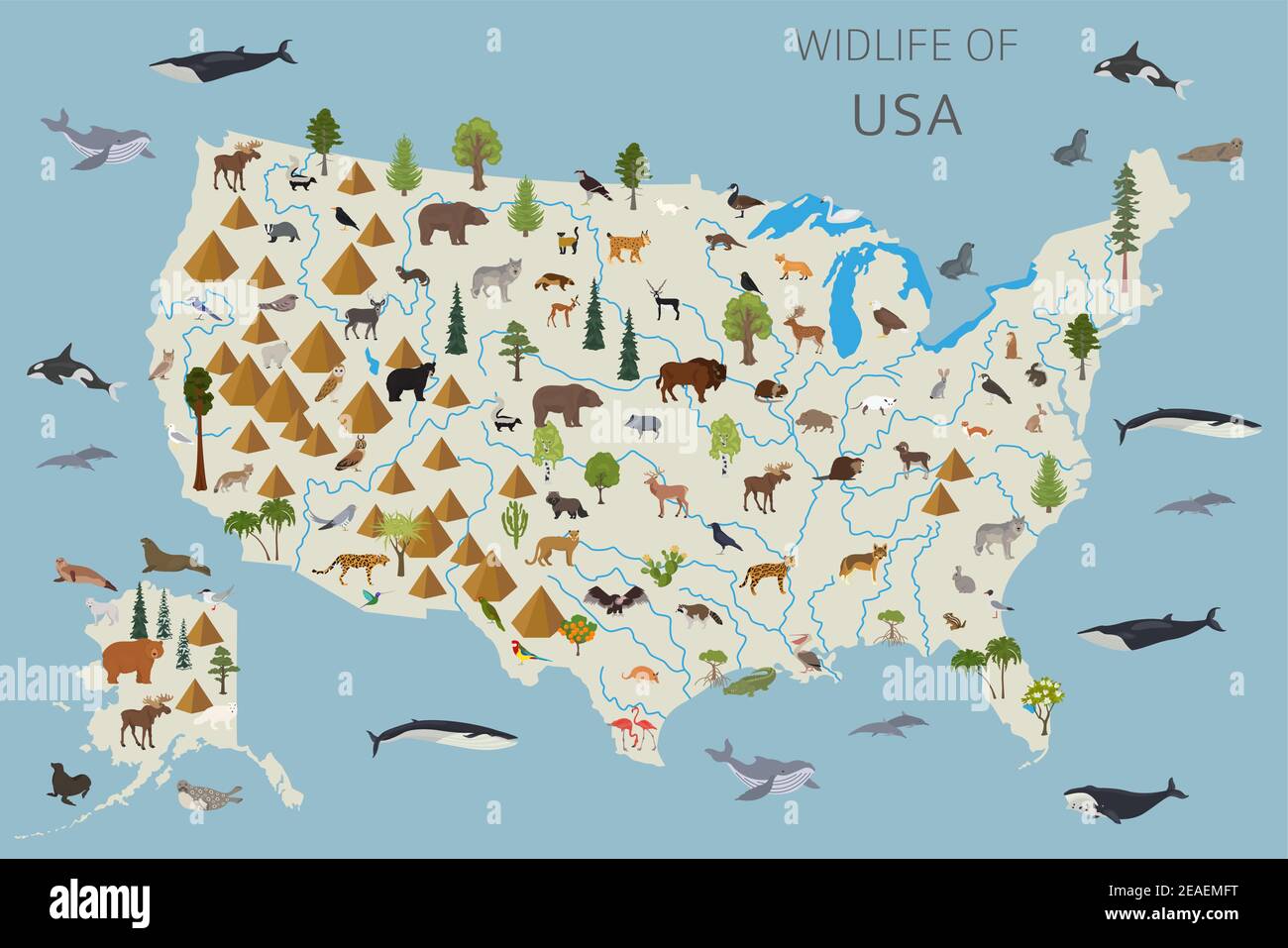 Conception plate de la faune des États-Unis. Animaux, oiseaux et ...