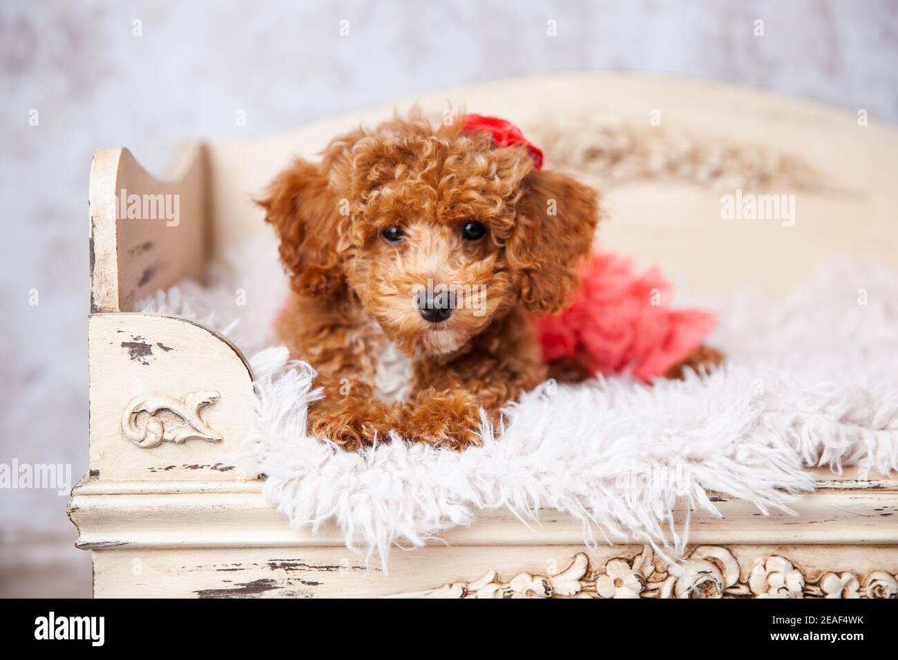 Caniche bichon Banque de photographies et d’images à haute résolution ...