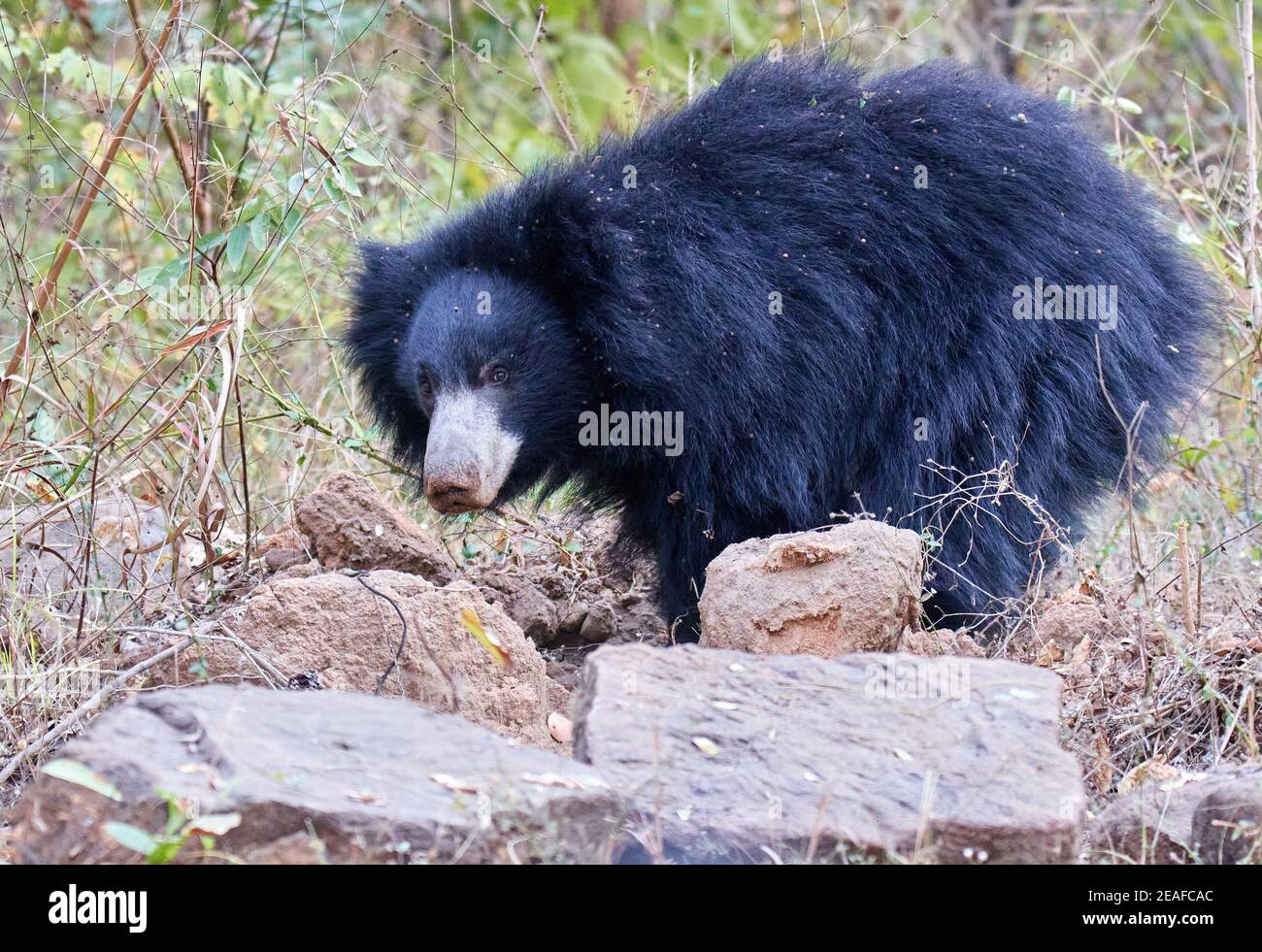 Molaires d'ours Banque de photographies et d’images à haute résolution ...