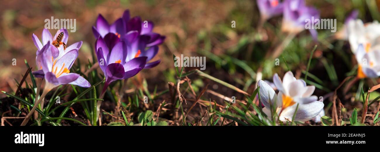 Bannière 3:1. Panorama de fleurs violettes florissante de crocus sur la ...