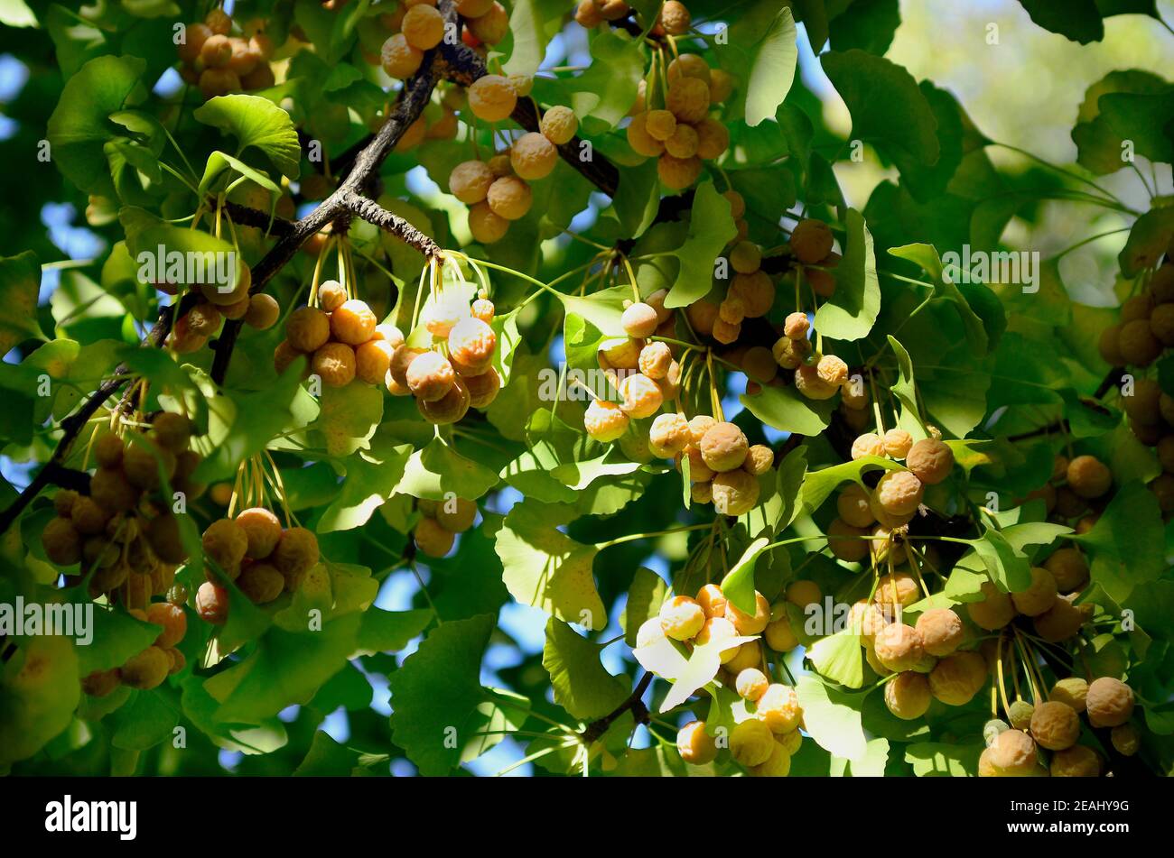 Ginkgo fruit Banque de photographies et d’images à haute résolution - Alamy