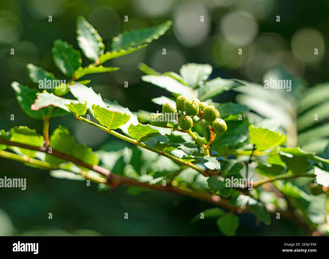 Japanese prickly ash zanthoxylum piperitum Banque de photographies et d ...