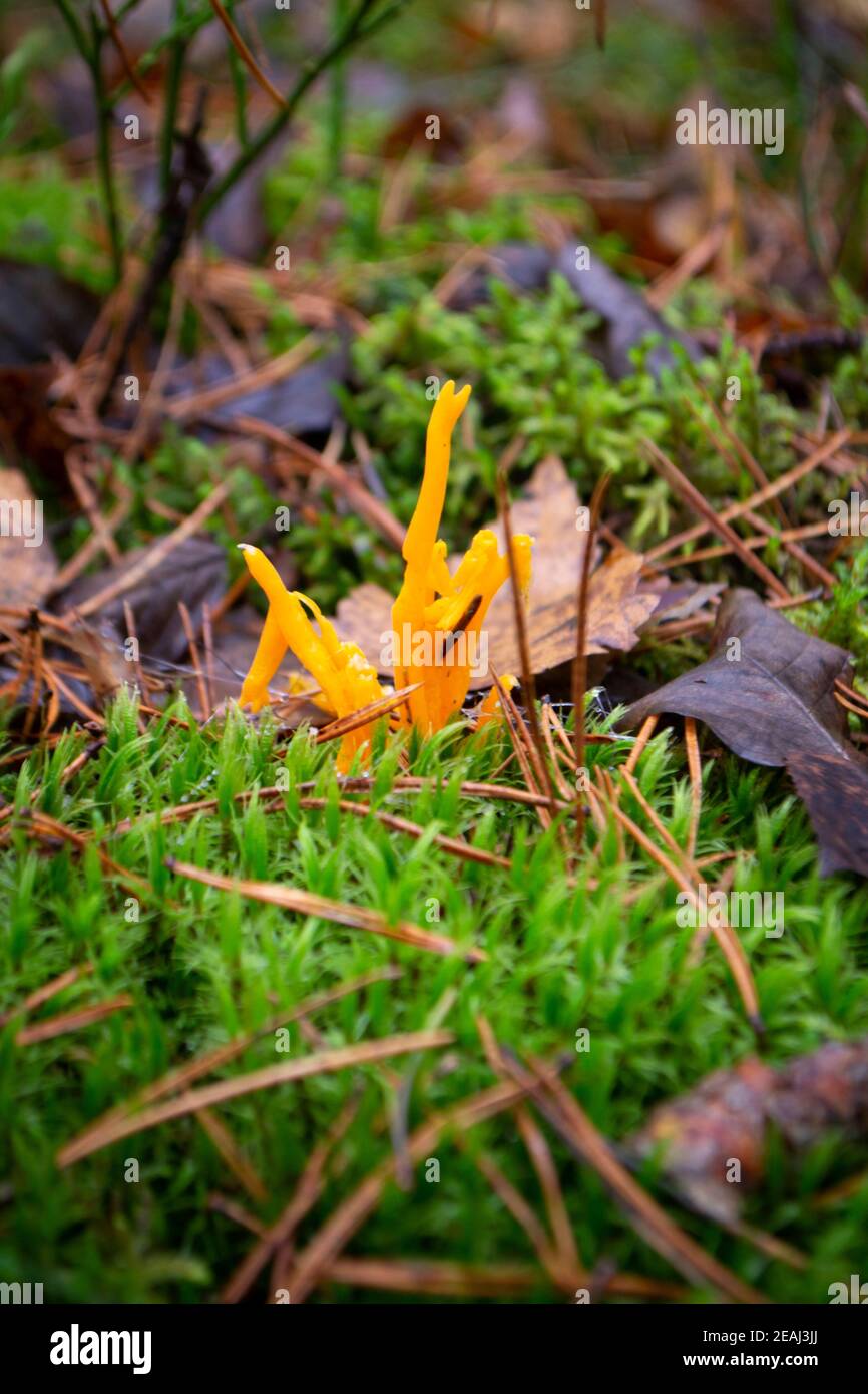 Champignon corail orange Banque de photographies et d’images à haute ...