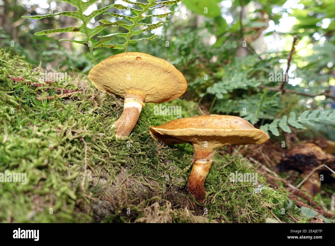 Bolet jaune Banque de photographies et d’images à haute résolution - Alamy