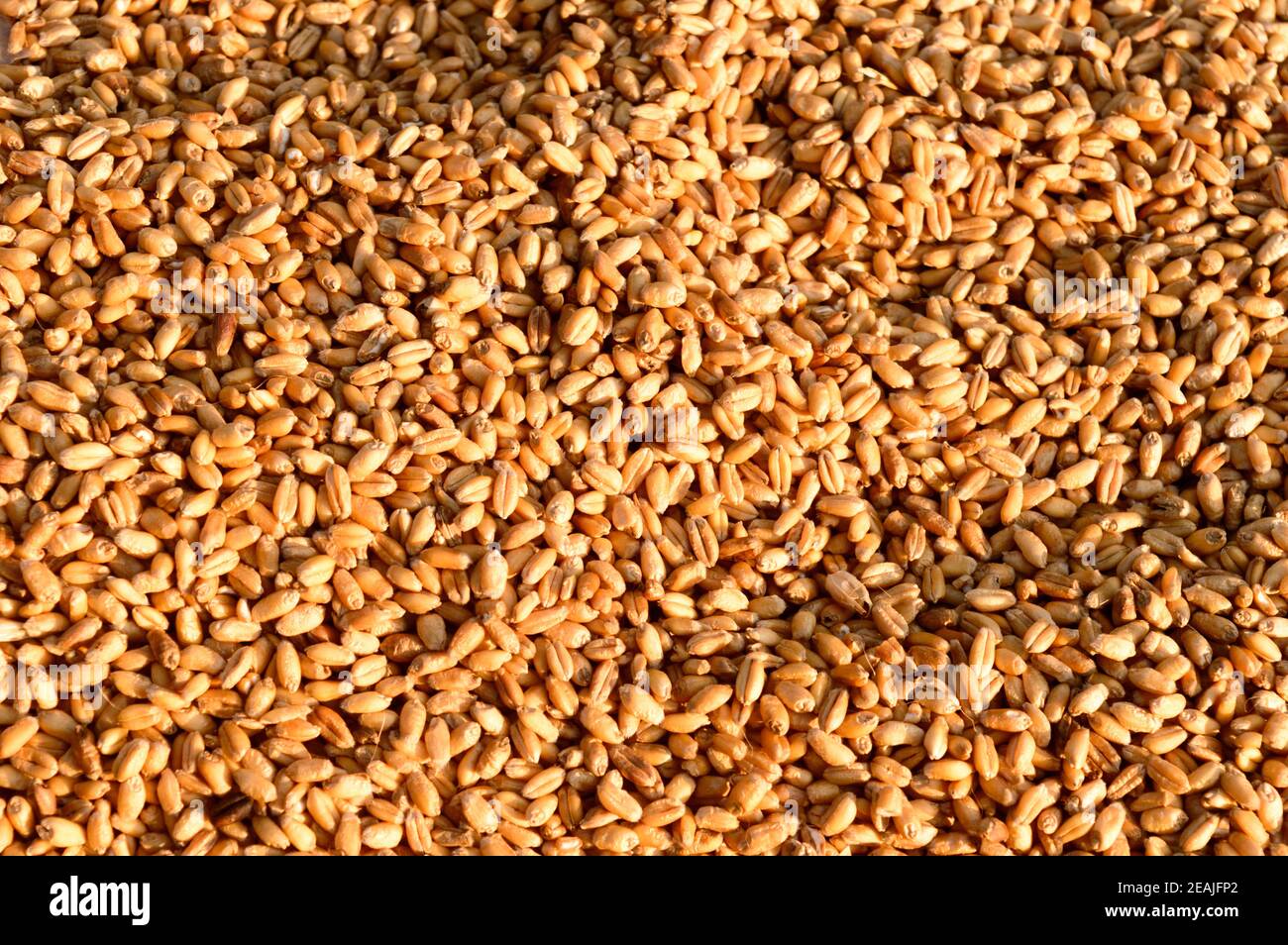 Texture de grain de blé sans couture au soleil du matin. Grain ...