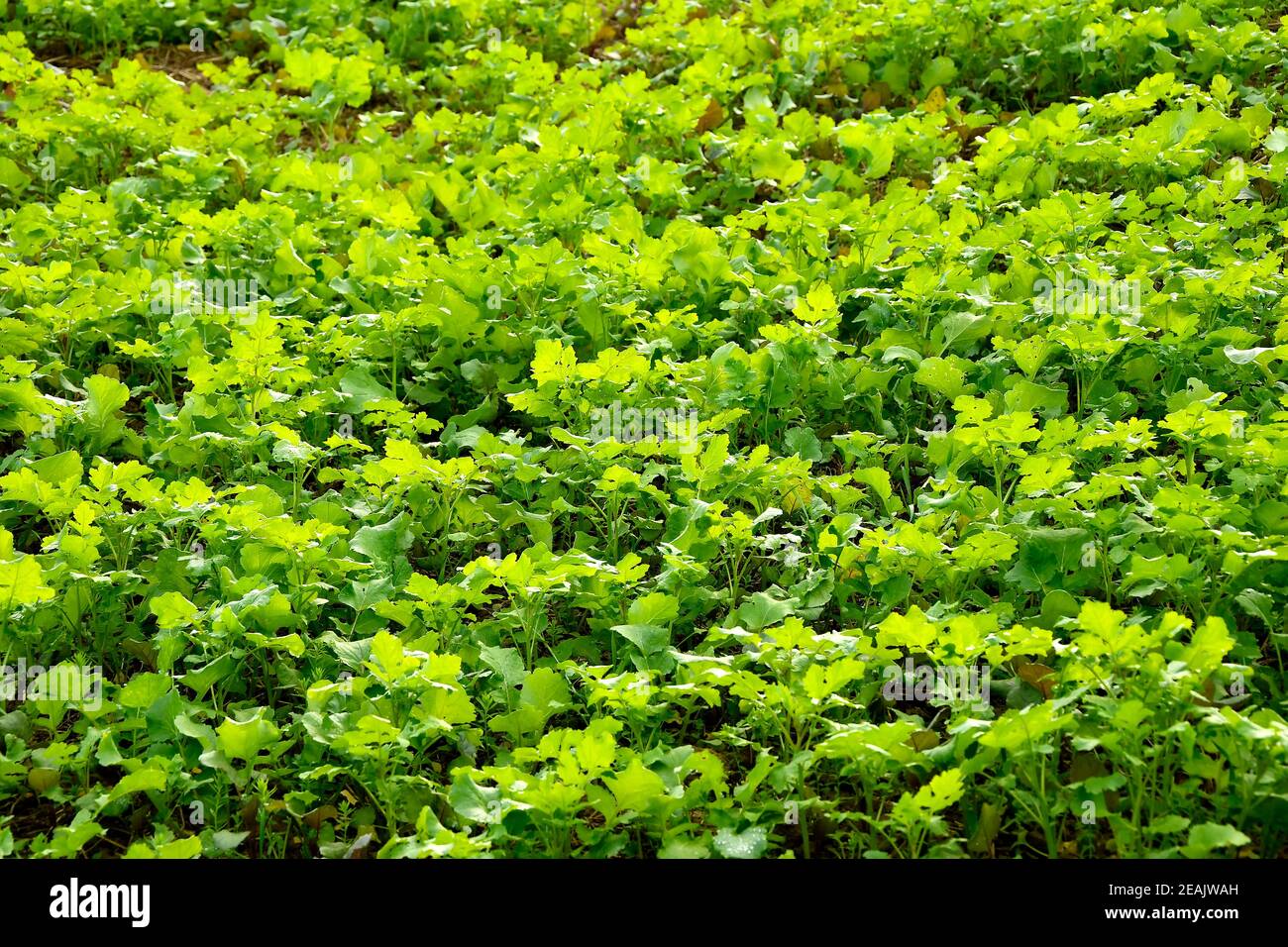 Radis vert Banque de photographies et d’images à haute résolution - Alamy