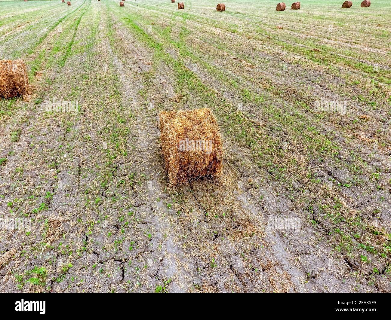 Bottes de foin dans le champ. La récolte de foin pour l'alimentation du ...