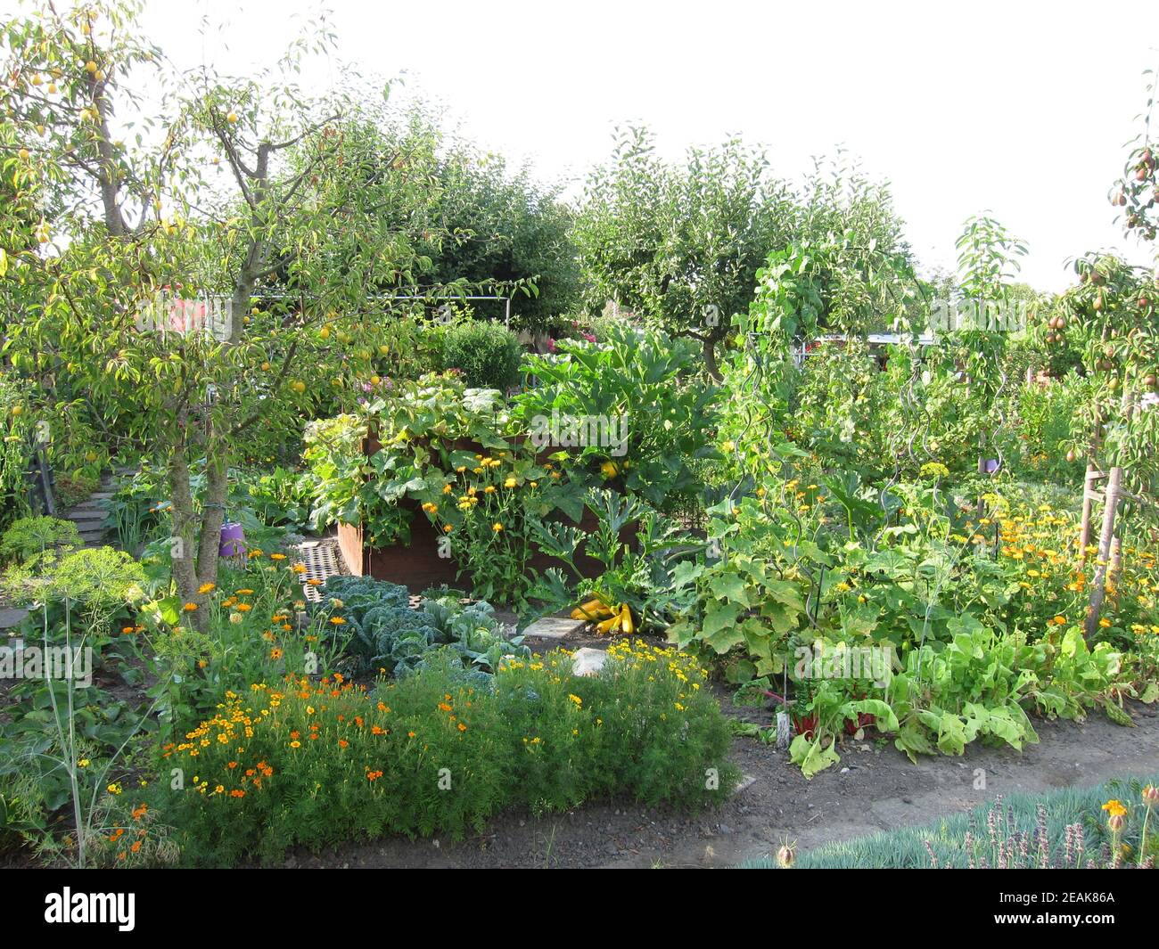 Tomate fleur de jardin potager bio Banque de photographies et d’images ...