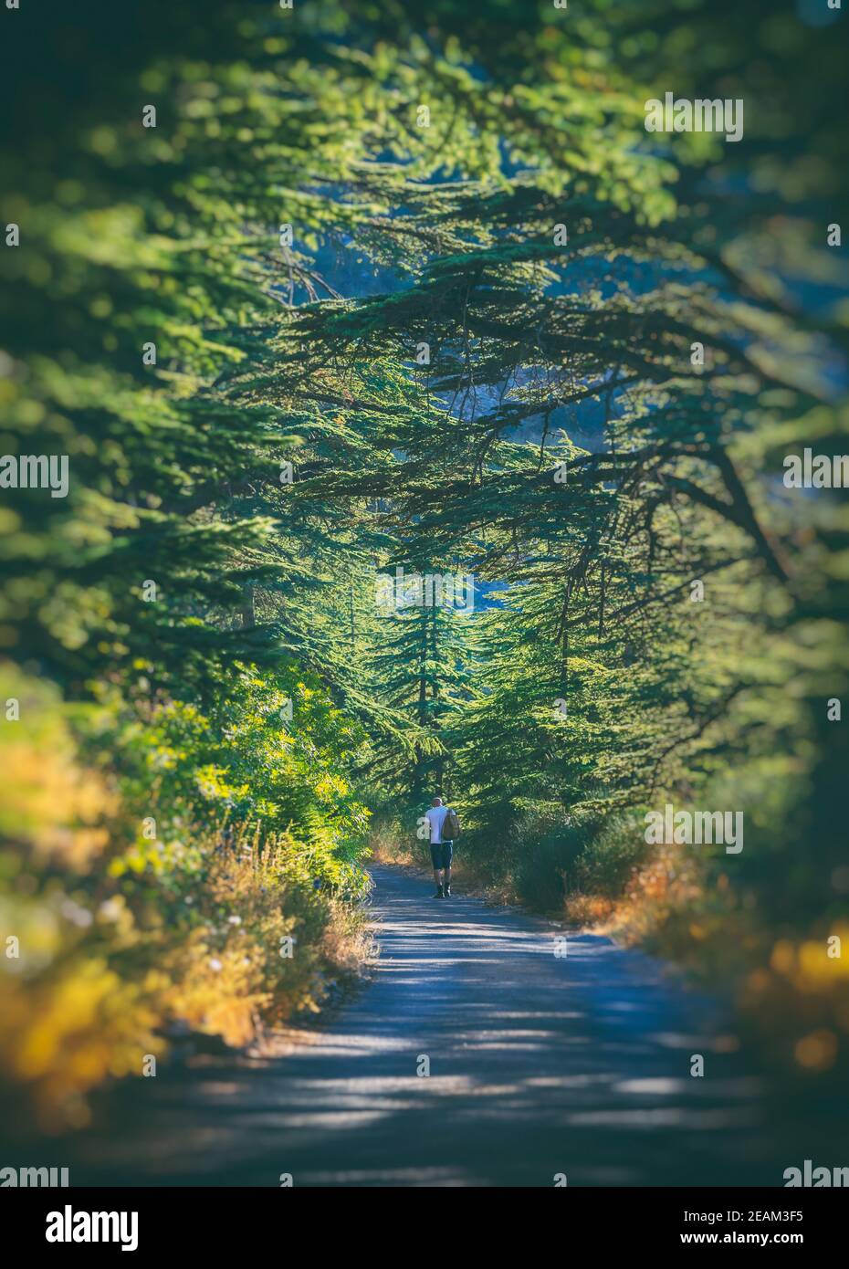 Barouk reserve forest Banque de photographies et d’images à haute ...