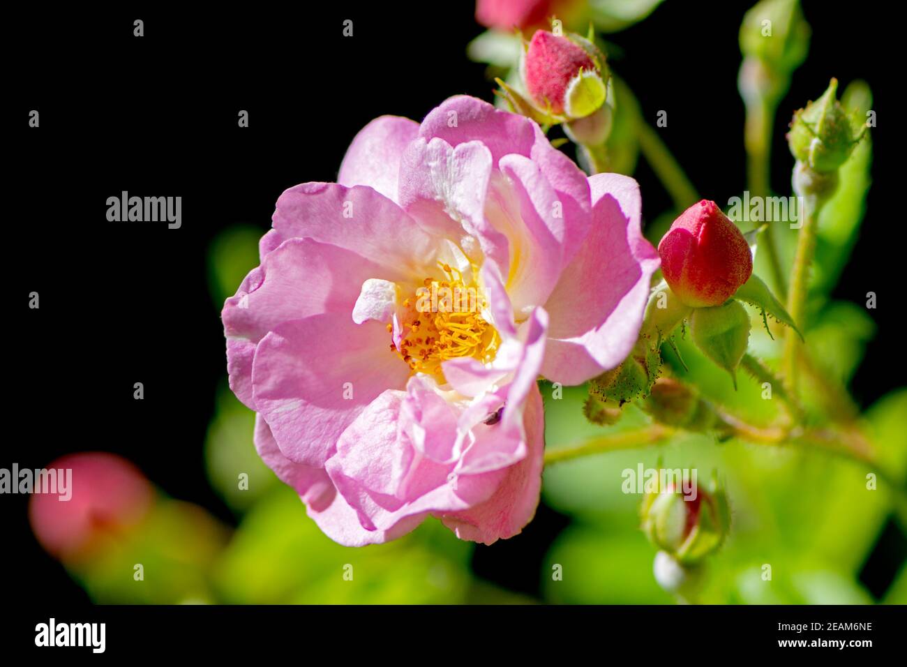 Fleur de rose Banque de photographies et d’images à haute résolution ...