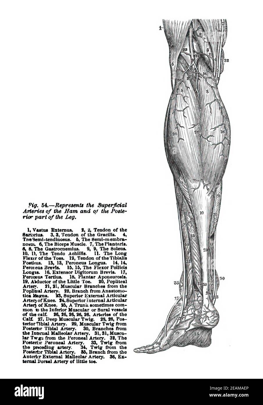 Illustration du système musculaire de la jambe d'un humain dans un ...