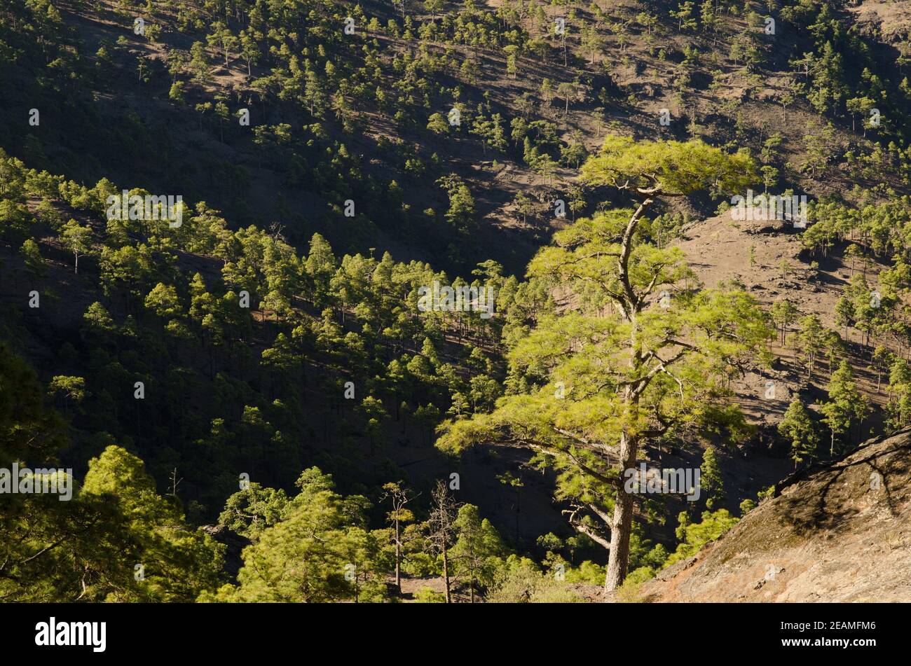 Troncs de pin des canaries pinus canariensis Banque de photographies et ...