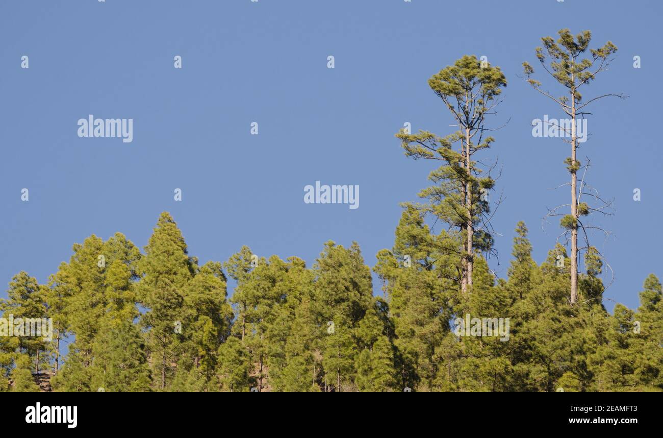Canary island pine pinus canariensis Banque de photographies et d ...