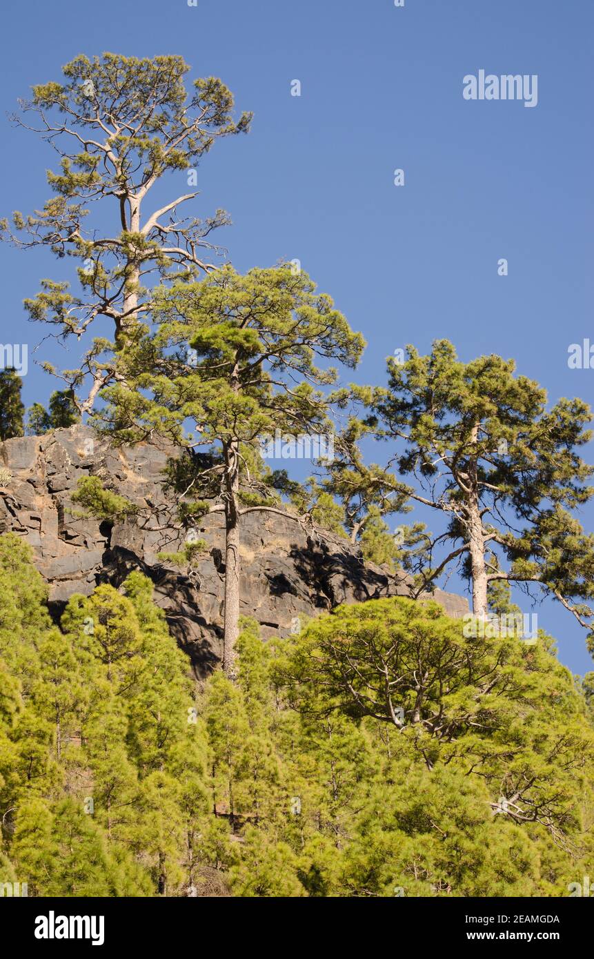 Troncs de pin des canaries pinus canariensis Banque de photographies et ...