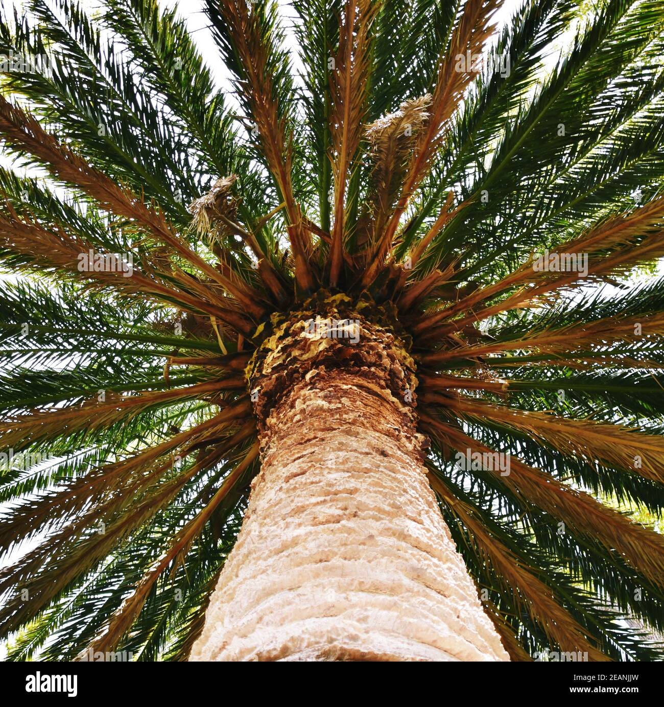 Gros plant Banque de photographies et d’images à haute résolution - Alamy