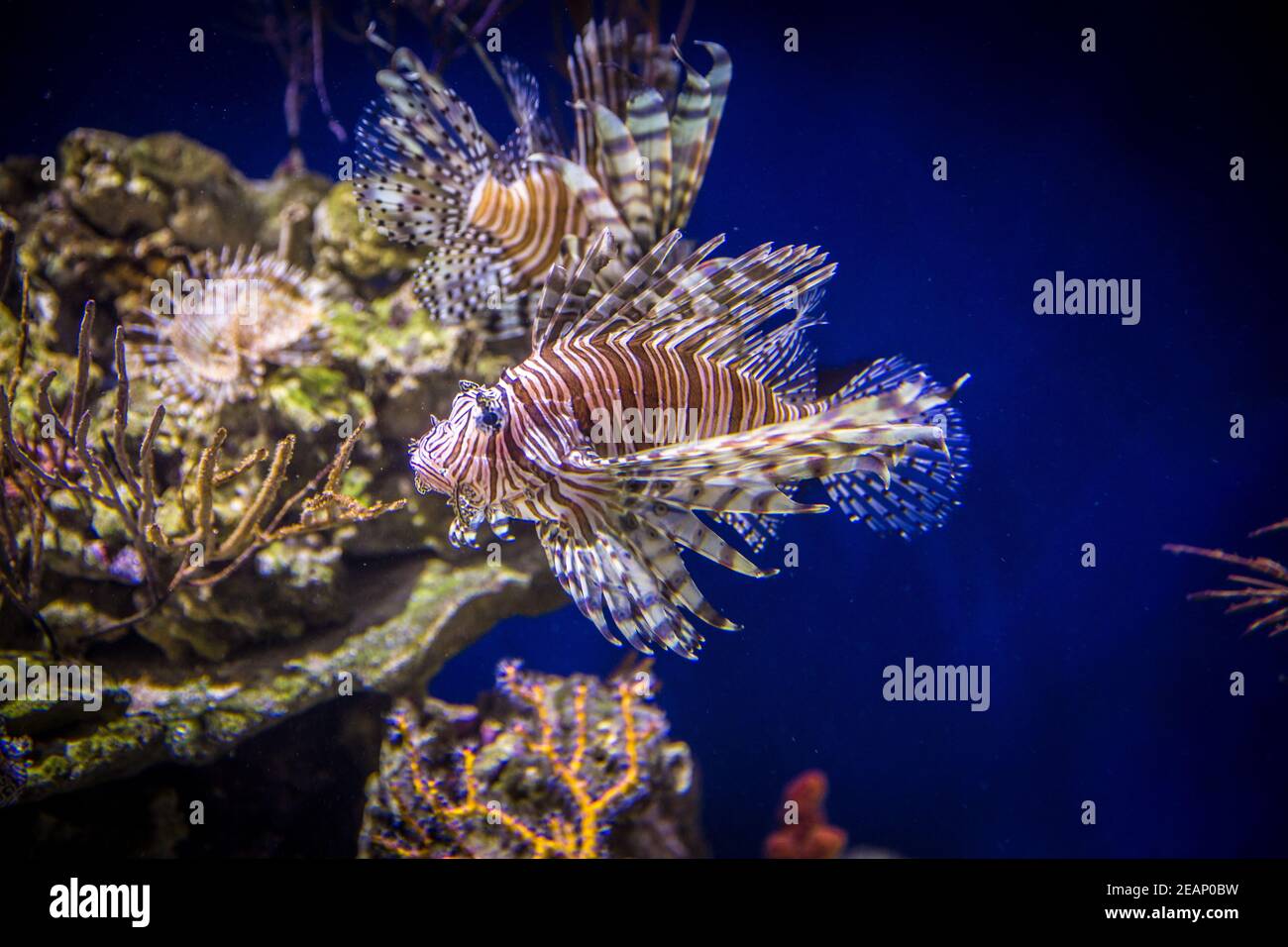 Poisson-Lion rouge sous-marin îles Caïmans, animaux, animaux de ...