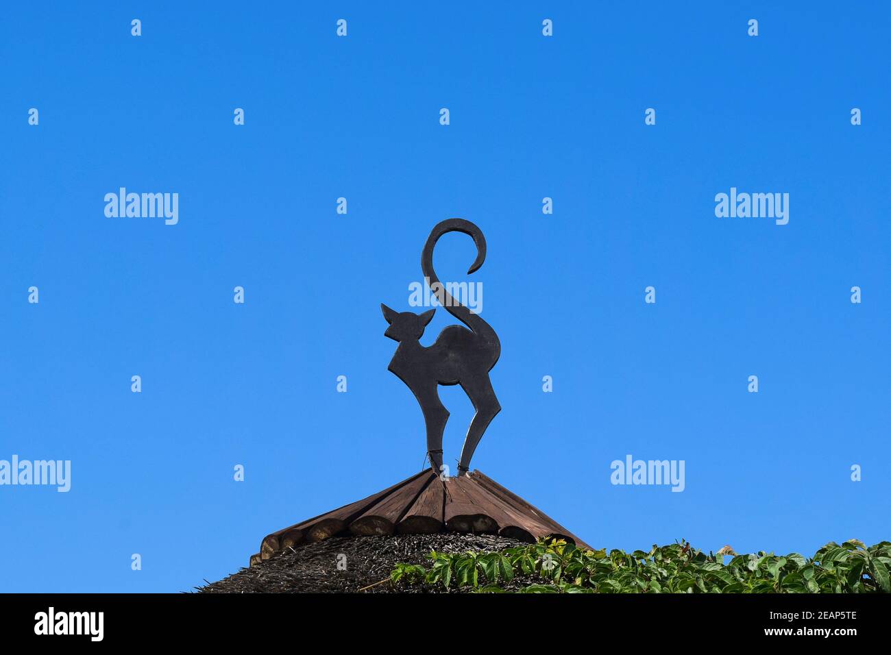 Un chat sur le toit de la maison Banque de photographies et d’images à ...