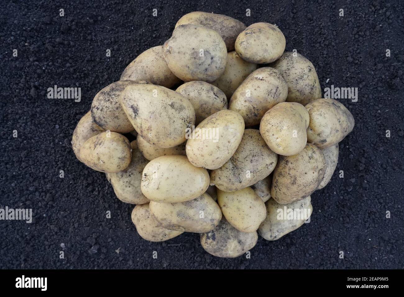 Pommes de terre jaunes Banque de photographies et d’images à haute ...